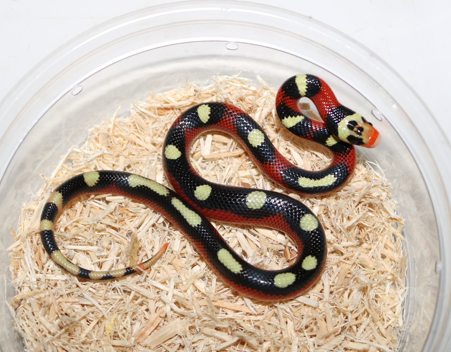Splotched Het Albino Nelson's Milk Snake by Wards World Of Reptile ...