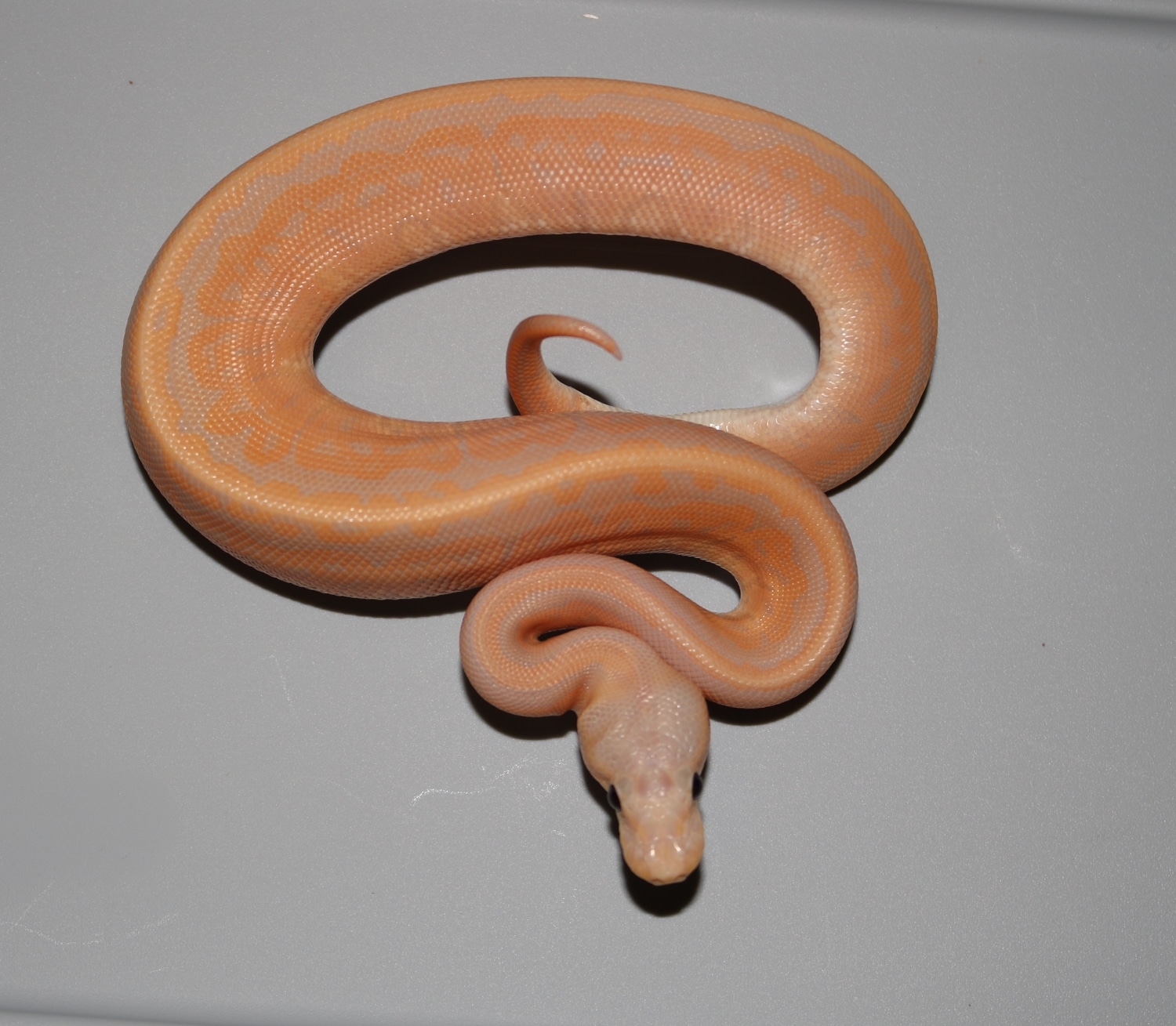 Banana Cinnamon Pinstripe Ball Python by Wards World Of Reptile ...