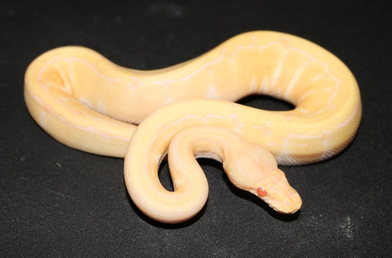 Albino Pinstripe Ball Python by Wards World Of Reptile Propagation