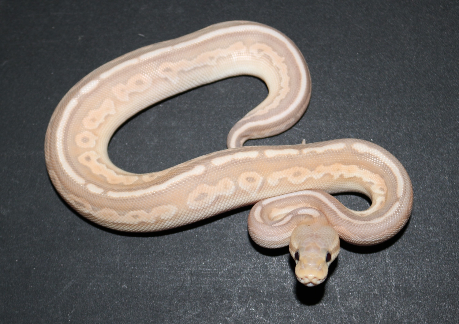 Banana Cinnamon Lesser Fire Ball Python by Wards World Of Reptile ...