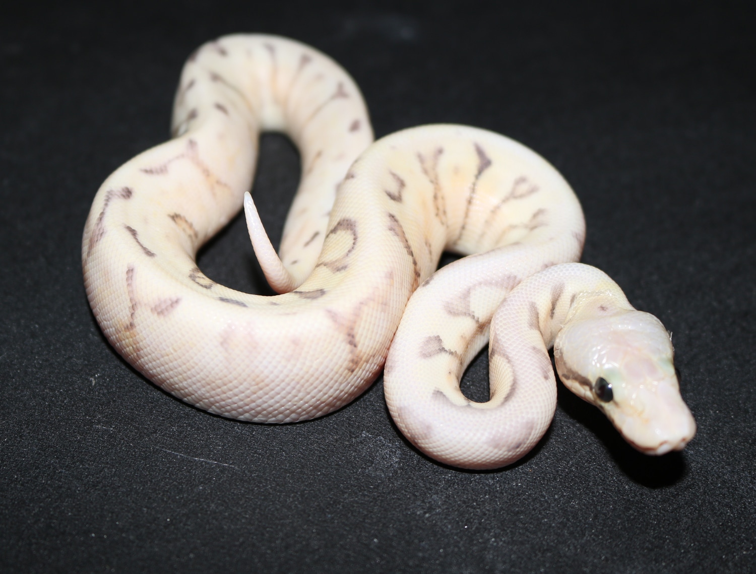 Super Pastel Spider Yellowbelly Pos Fire Ball Python by Wards World Of ...