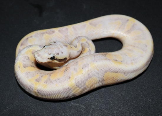 Super Pastel Yellowbelly Fire Ball Python by Wards World Of Reptile ...