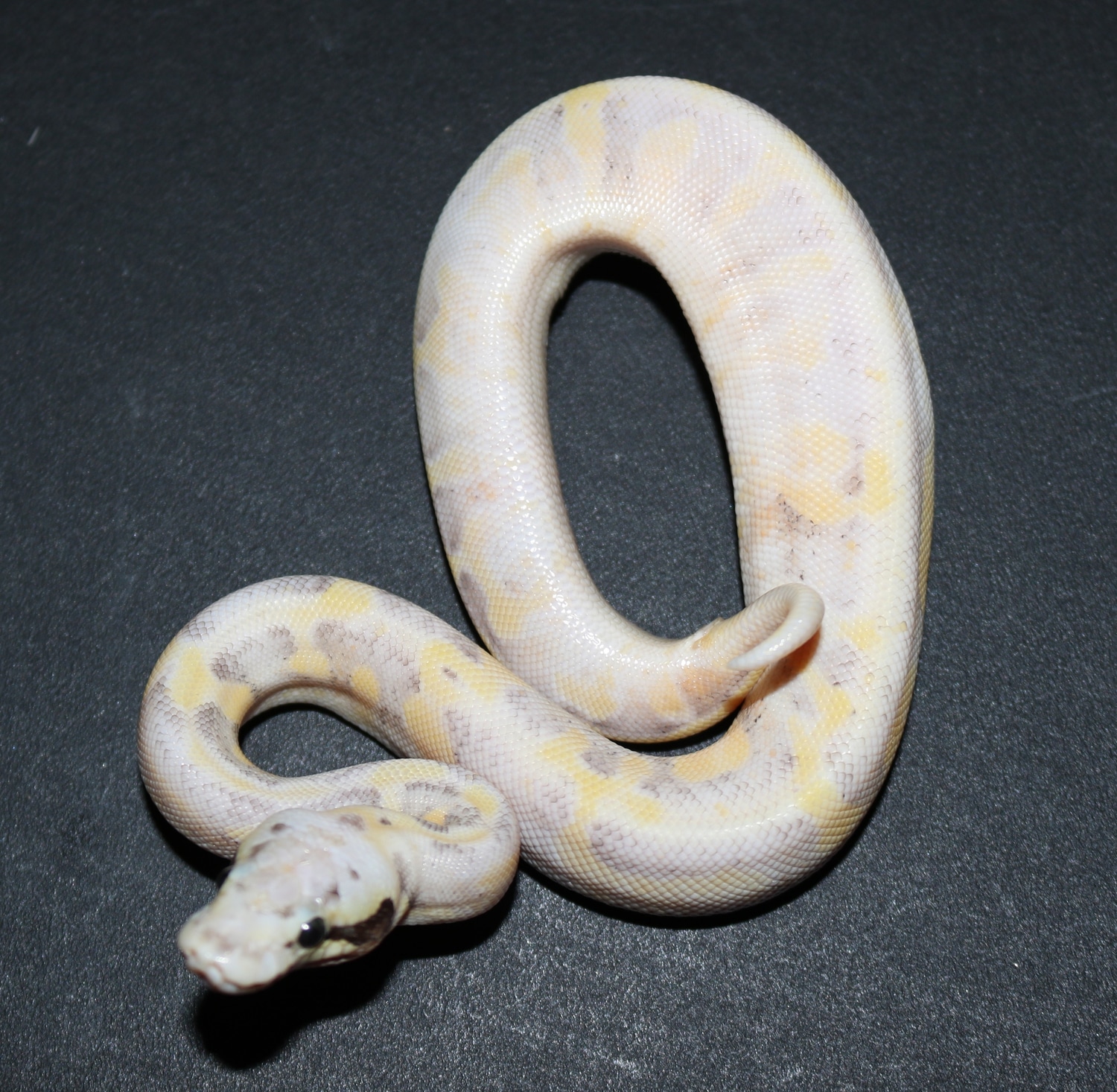 Super Pastel Yellowbelly Fire Ball Python by Wards World Of Reptile ...