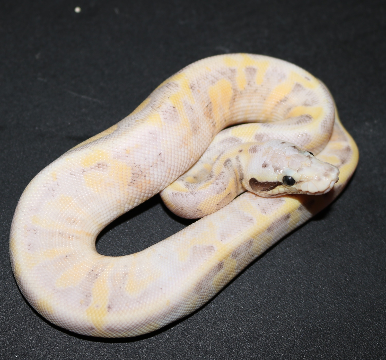 Super Pastel Yellowbelly Fire Ball Python by Wards World Of Reptile ...