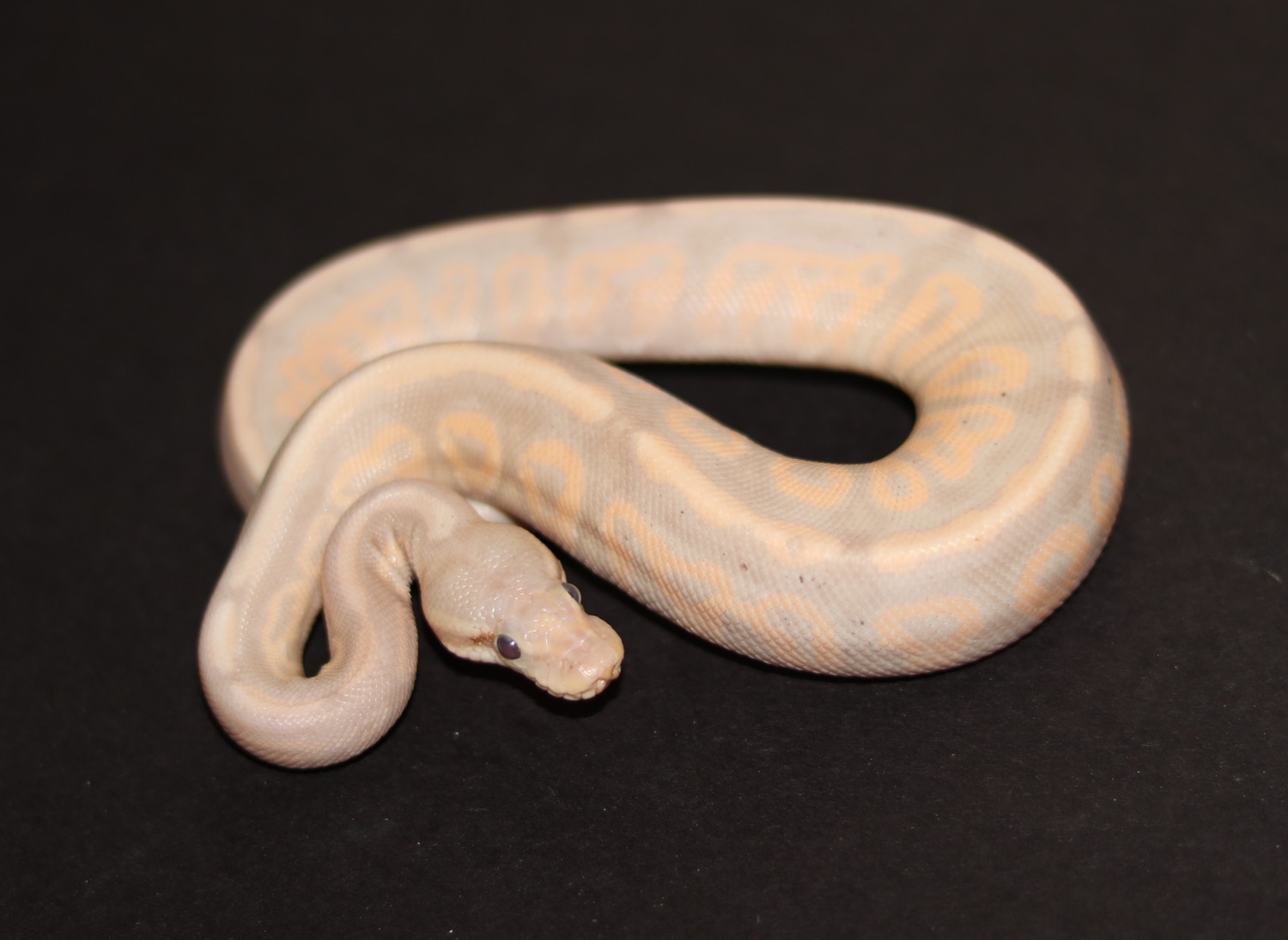 Banana Cinnamon Pos Fire Ball Python by Wards World Of Reptile ...