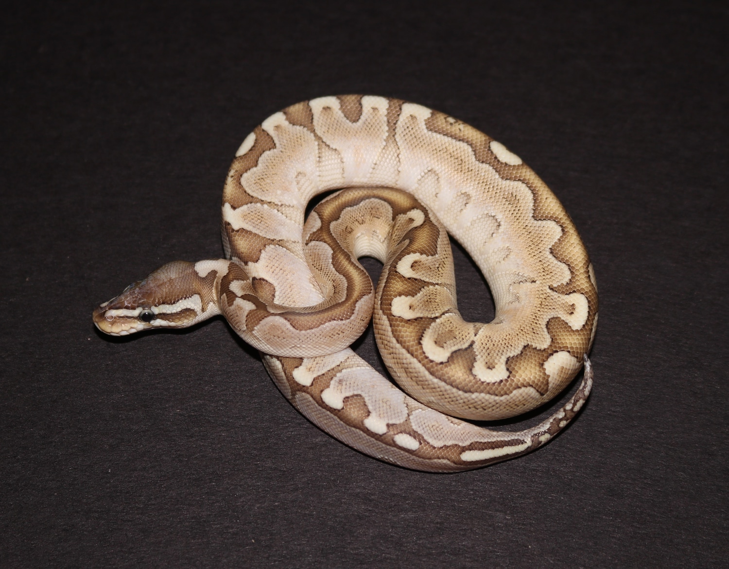 Bamboo Enchi Prob Yellowbelly Ball Python by Wards World Of Reptile ...