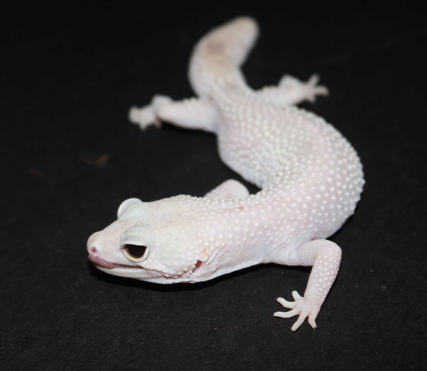 Diablo Blanco Leopard Gecko by Wards World Of Reptile Propagation ...