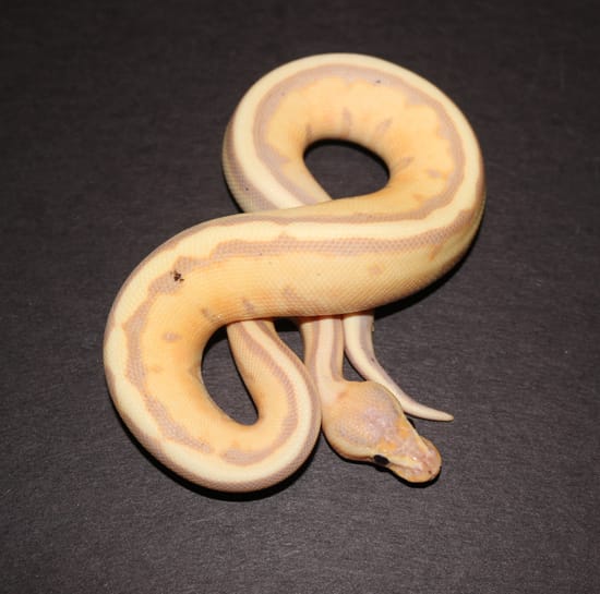 Banana G Stripe Ball Python by Wards World Of Reptile Propagation