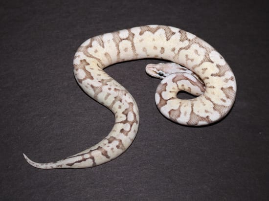 Super Pastel Spider Vpi Axanthic Ball Python by Wards World Of Reptile ...