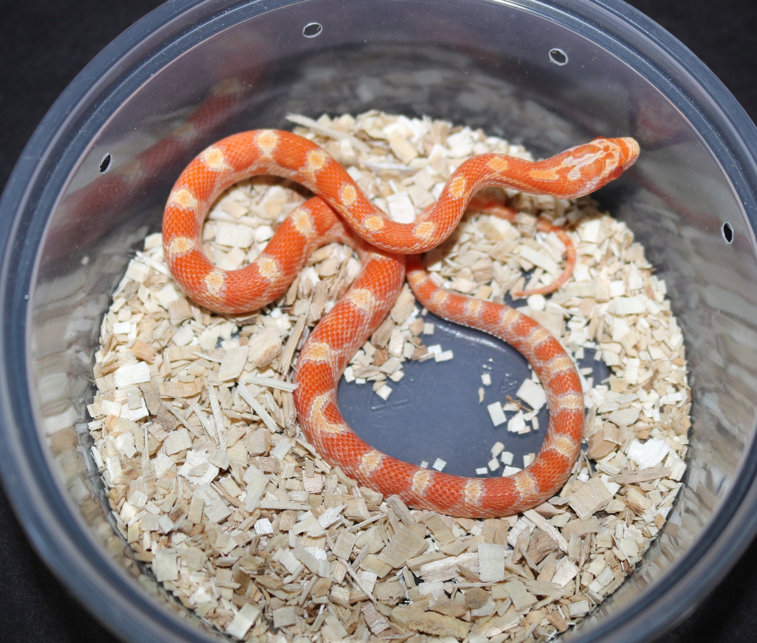 Creamsicle Corn Snake by Wards World Of Reptile Propagation - MorphMarket