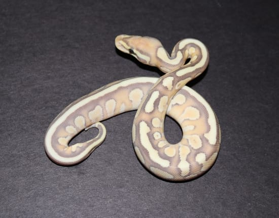 Banana Lesser Fire Ball Python by Wards World Of Reptile Propagation