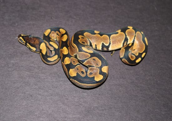 Het Ultramel Ball Python by Wards World Of Reptile Propagation