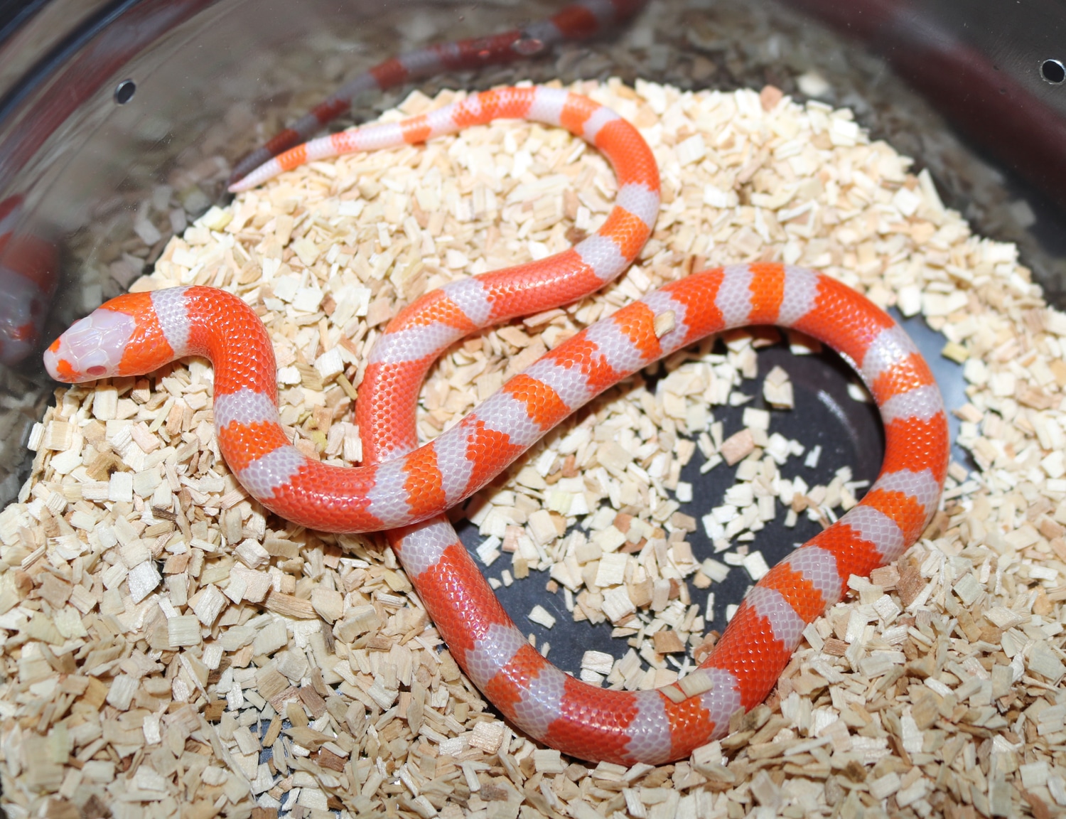 Tangerine Albino Het Anery Honduran Milk Snake by Wards World Of ...