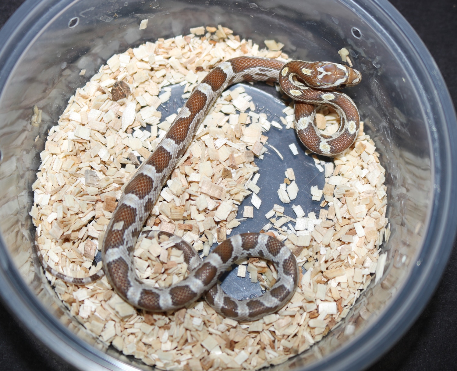 Amber Het Sunkissed Corn Snake by Wards World Of Reptile Propagation ...