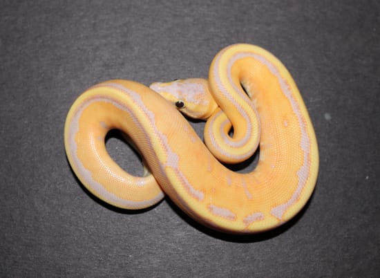 Banana G Stripe Ball Python by Wards World Of Reptile Propagation