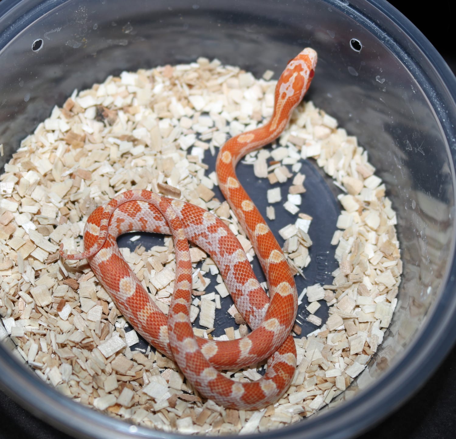 Creamsicle Het Palmetto Corn Snake by Wards World Of Reptile ...