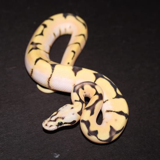 Bumblebee Fire Orange Dream Ball Python by Wards World Of Reptile ...