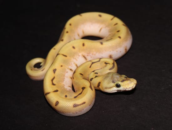 Super Enchi Honey Bee Ball Python by Wards World Of Reptile Propagation
