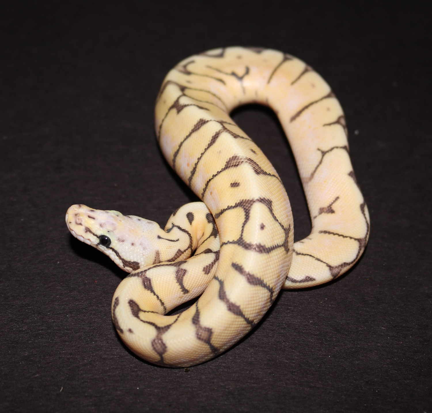 Killer Bee Ball Python by Wards World Of Reptile Propagation - MorphMarket