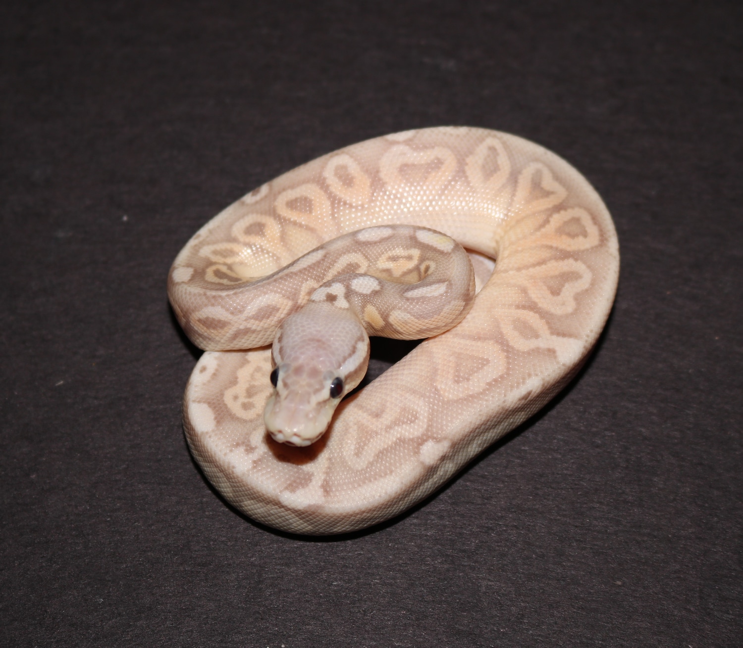 Banana Pewter Ball Python by Wards World Of Reptile Propagation ...