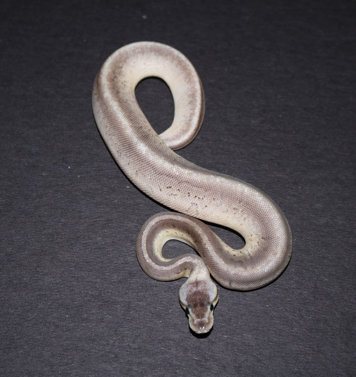 Pewter Pinstripe Ball Python by Wards World Of Reptile Propagation ...