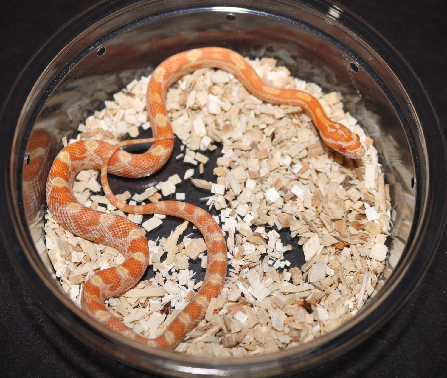 Creamsicle Corn Snake by Wards World Of Reptile Propagation - MorphMarket
