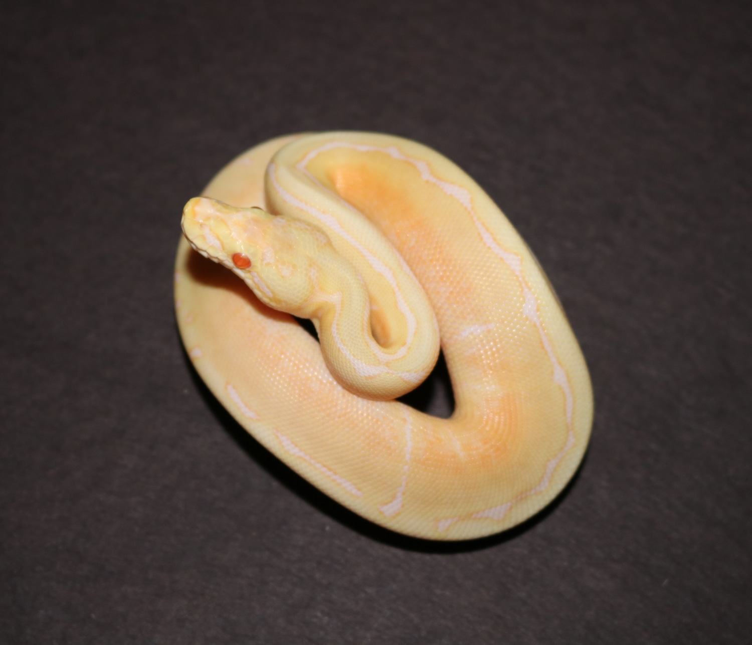 Albino Spider Ball Python by Wards World Of Reptile Propagation ...