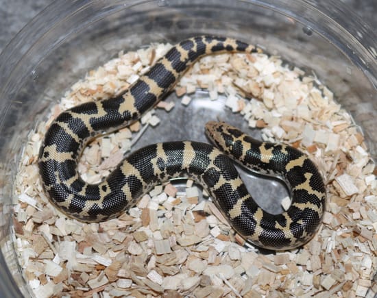 Normal Kenyan Sand Boa by Wards World Of Reptile Propagation