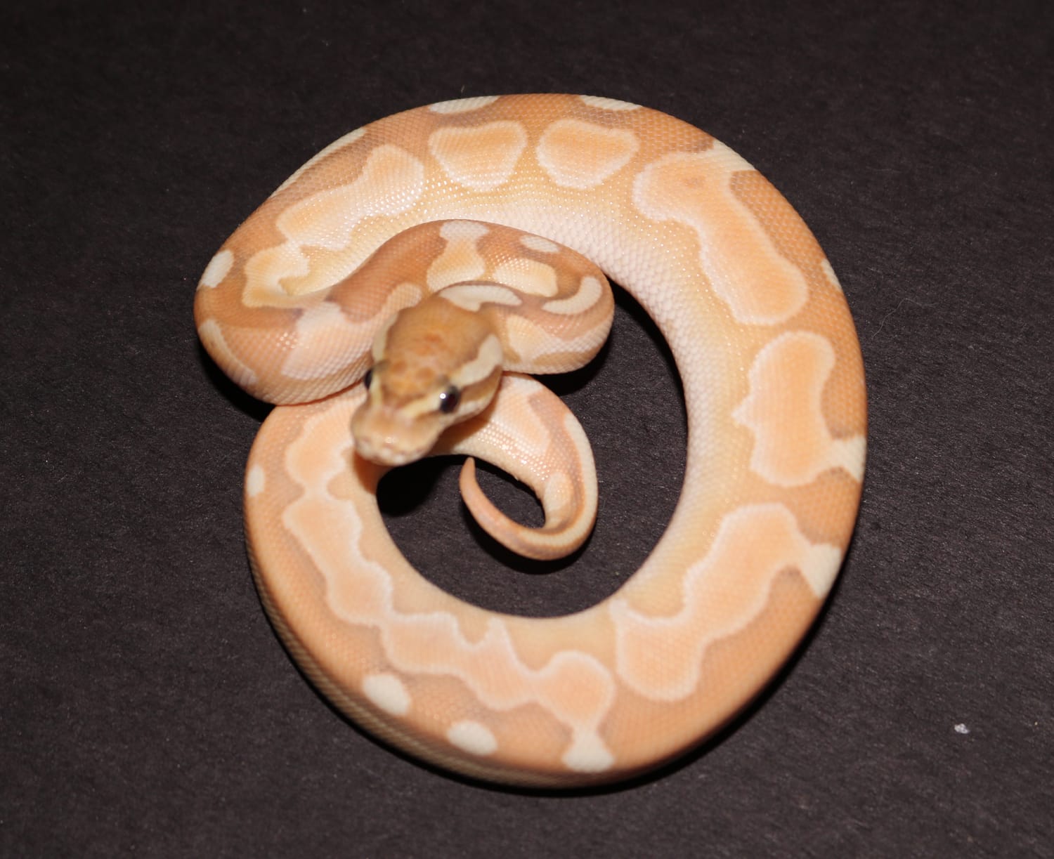 Banana Cinnamon Lesser Enchi Ball Python by Wards World Of Reptile ...