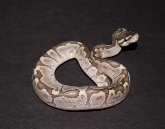 Bamboo Het G Stripe Ball Python by Wards World Of Reptile Propagation