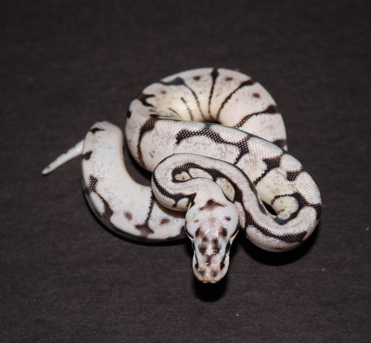 Pastel Spider Vpi Axanthic Ball Python by Wards World Of Reptile ...