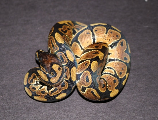 Het Ultramel Ball Python by Wards World Of Reptile Propagation