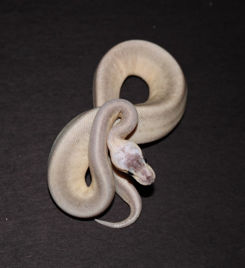 Pewter Pinstripe Ball Python by Wards World Of Reptile Propagation