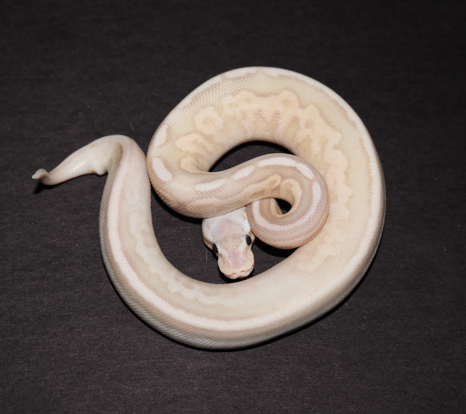 Banana Pewter Het Genetic Stripe Ball Python by Wards World Of Reptile ...