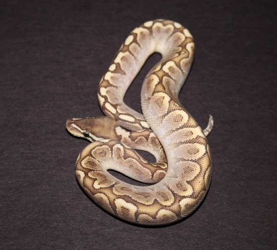 Bamboo Het Ultramel Ball Python by Wards World Of Reptile Propagation