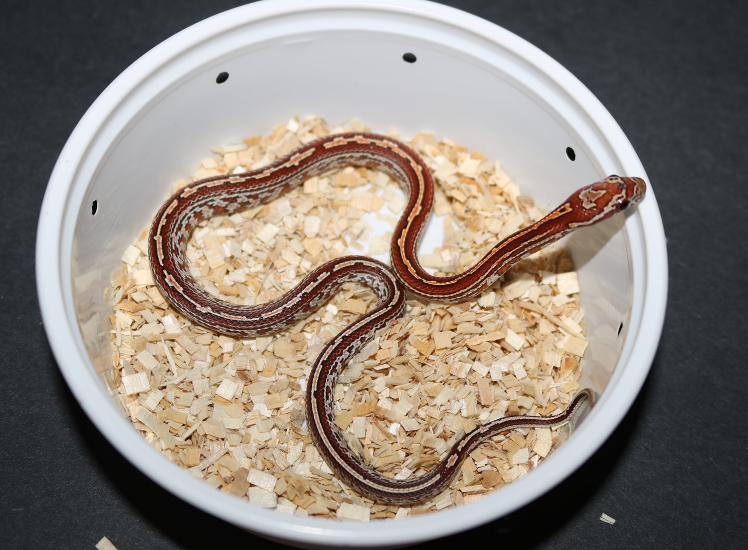 Tessera Corn Snake by Wards World Of Reptile Propagation - MorphMarket