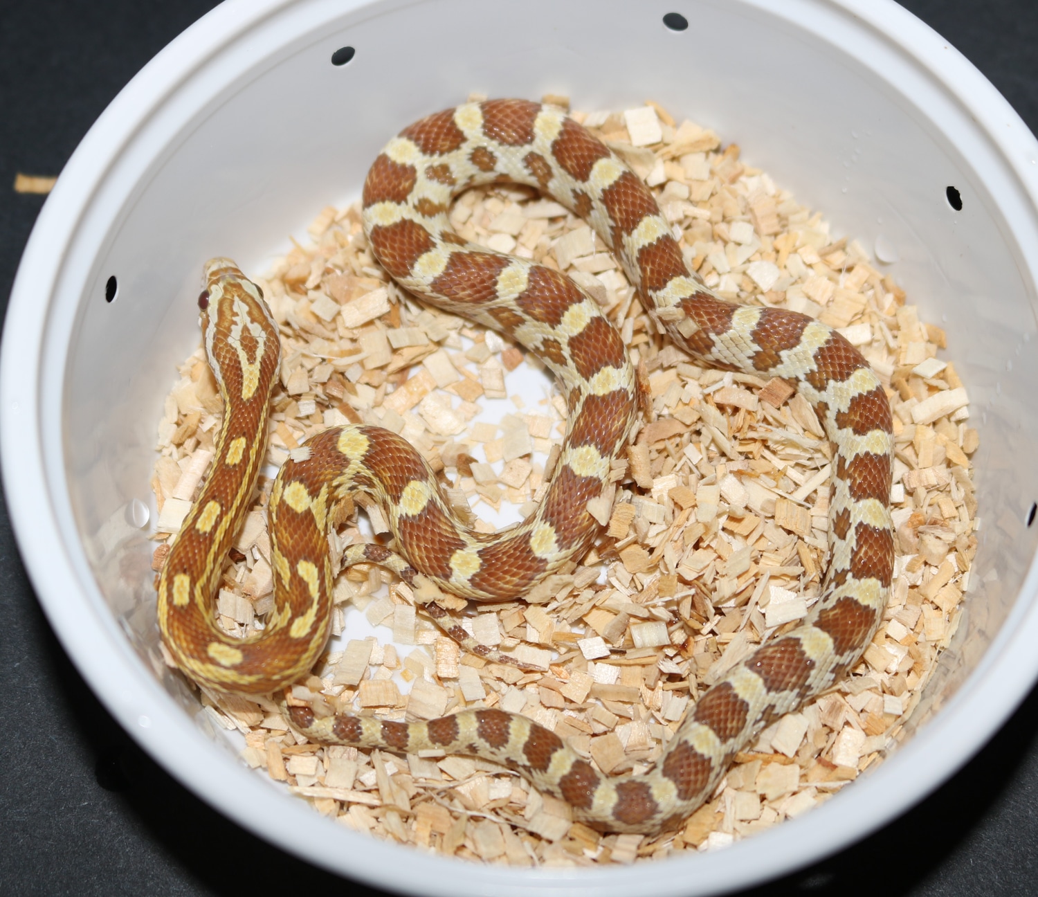 Golddust Corn Snake by Wards World Of Reptile Propagation - MorphMarket