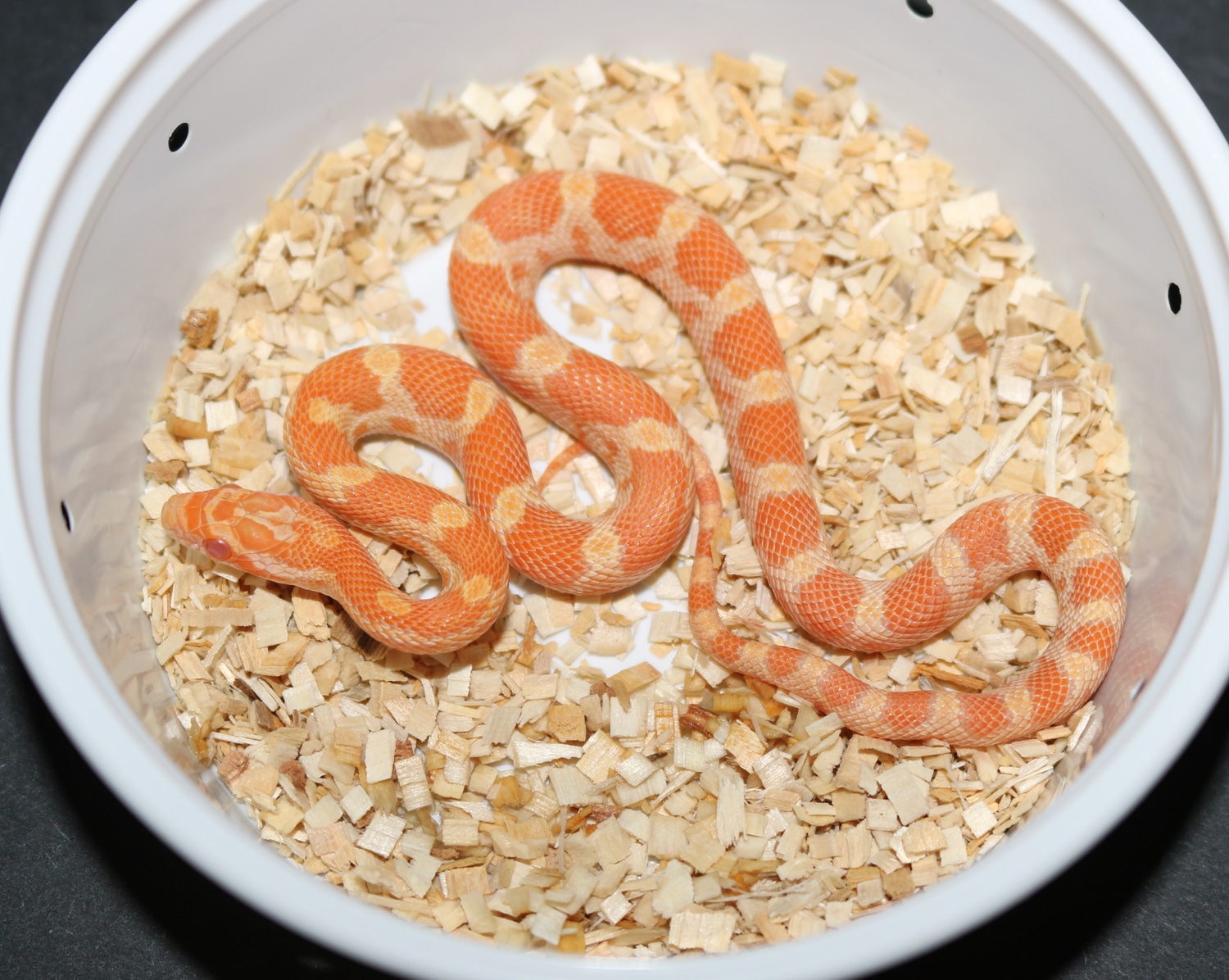Creamsicle Corn Snake by Wards World Of Reptile Propagation - MorphMarket