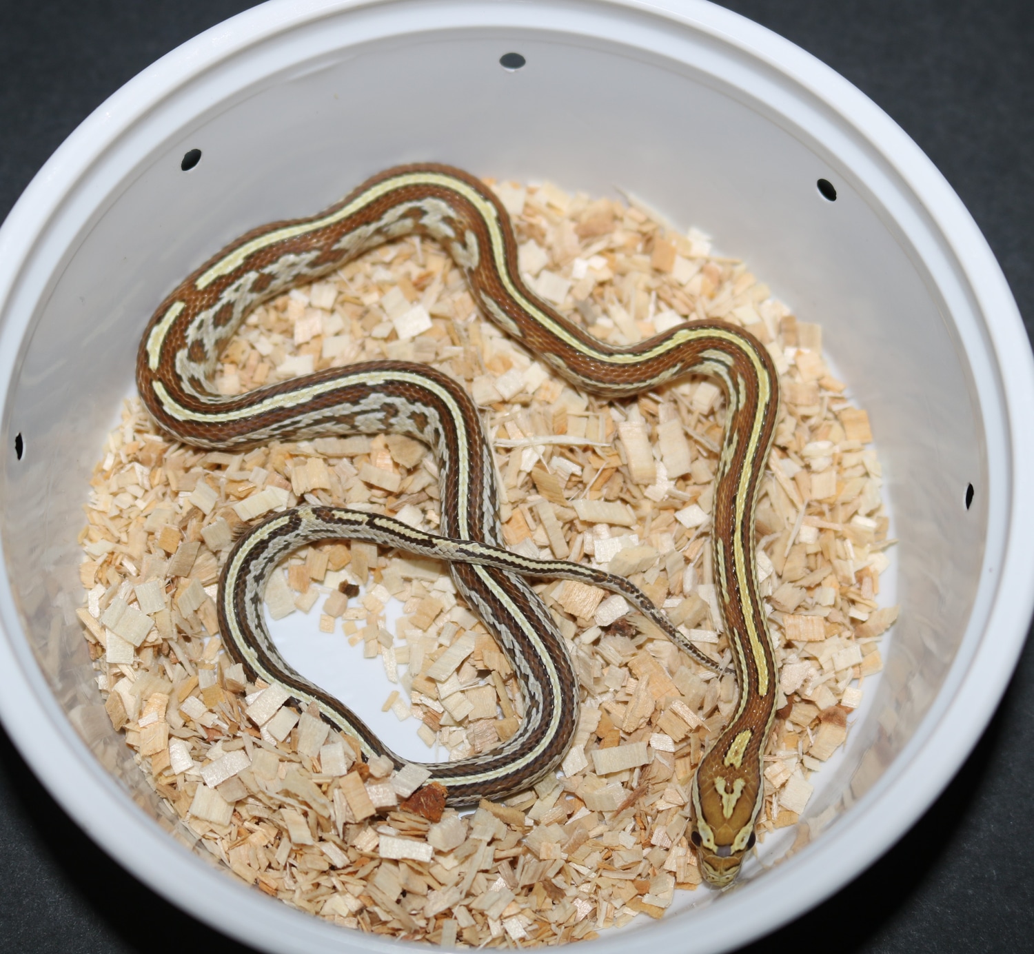 Tessera Amber Corn Snake by Wards World Of Reptile Propagation ...