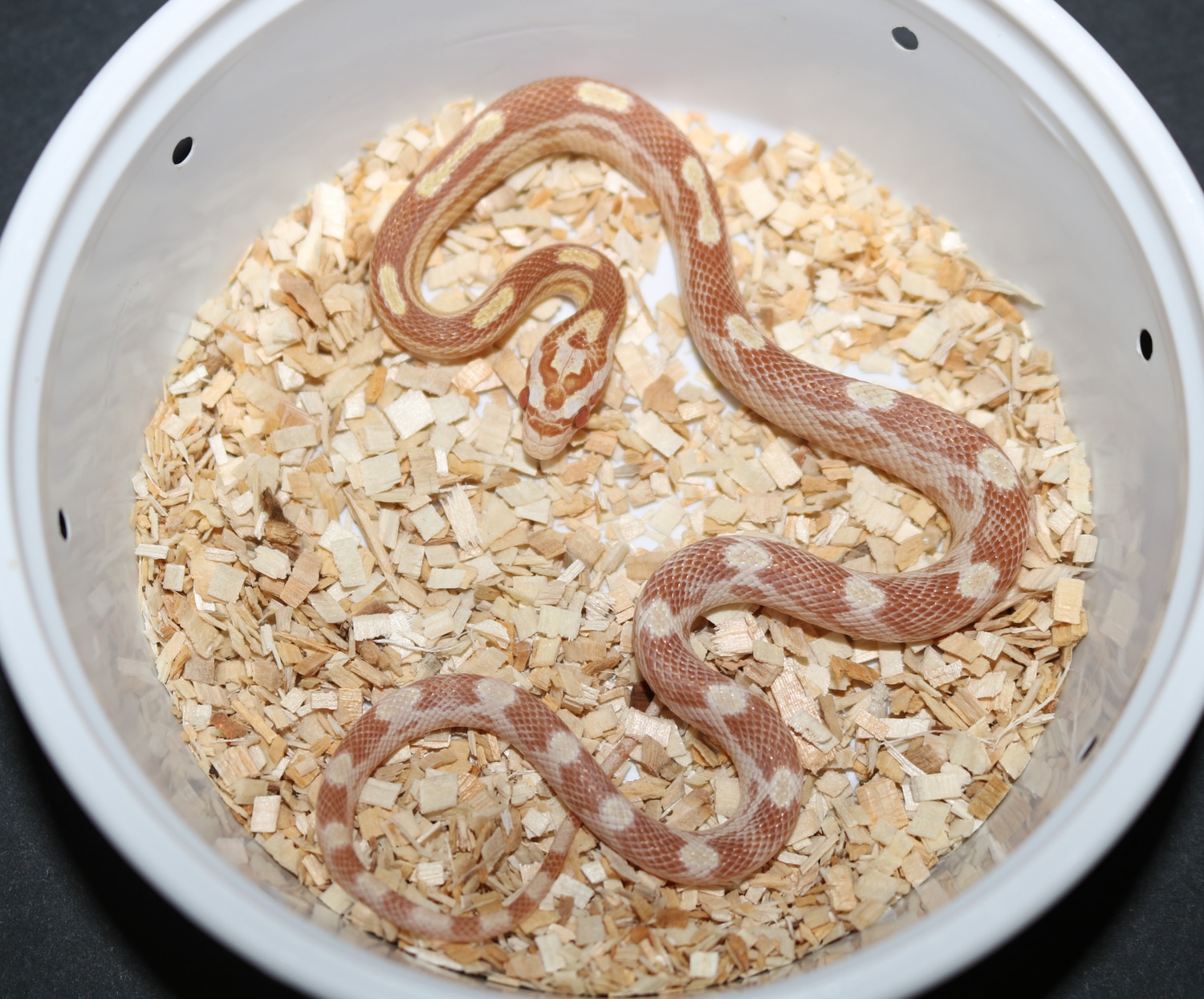 Motley Butter Corn Snake by Wards World Of Reptile Propagation ...