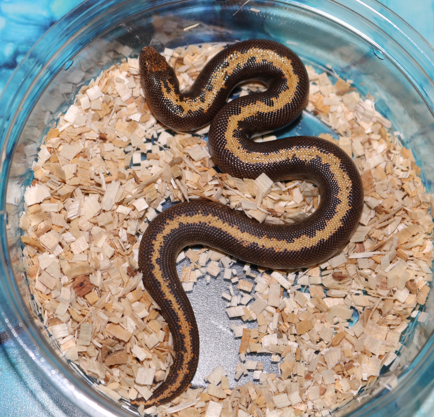 Stripe Kenyan Sand Boa by Wards World Of Reptile Propagation - MorphMarket