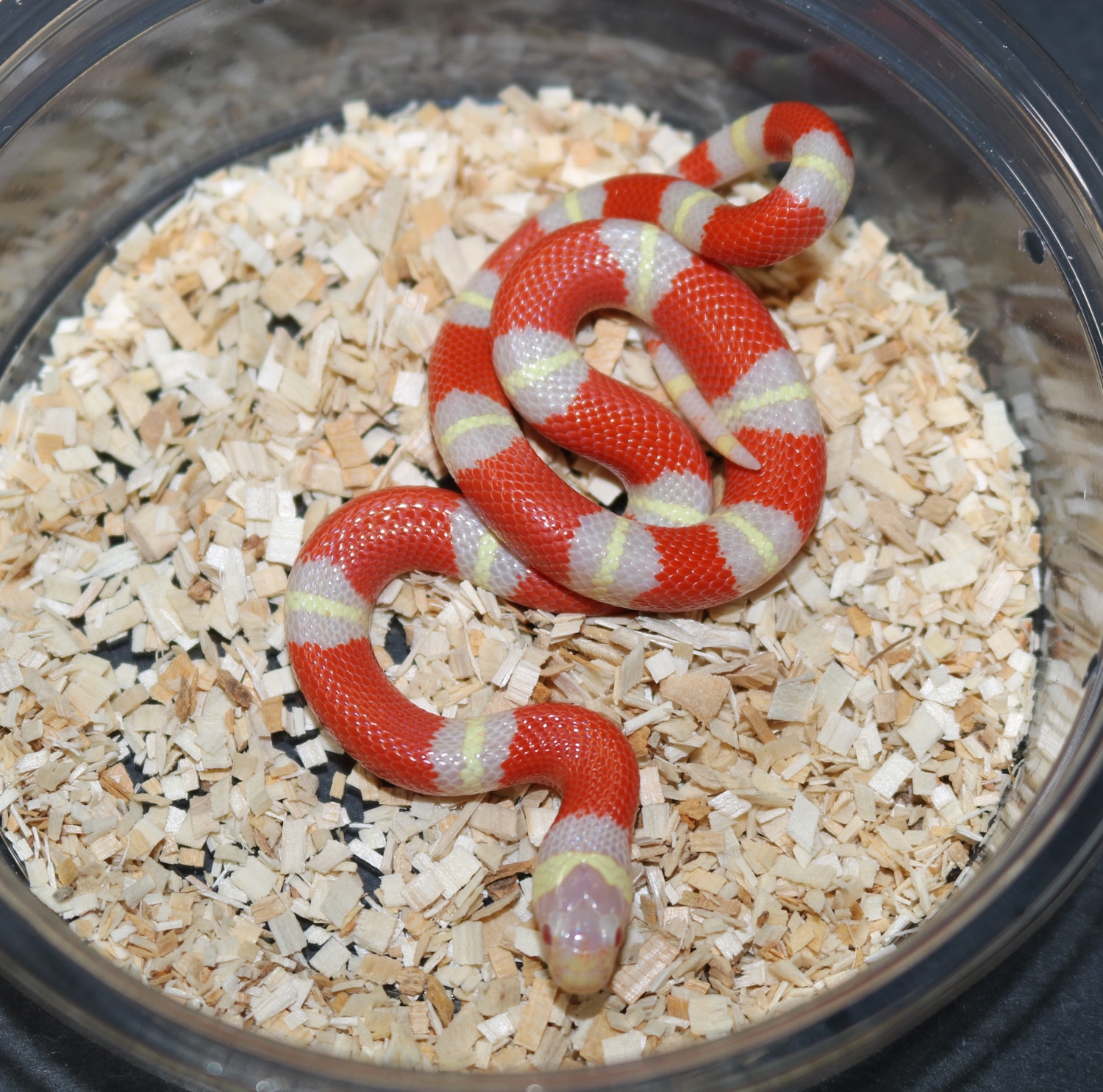 Albino Het Splotched Nelson's Milk Snake by Wards World Of Reptile ...