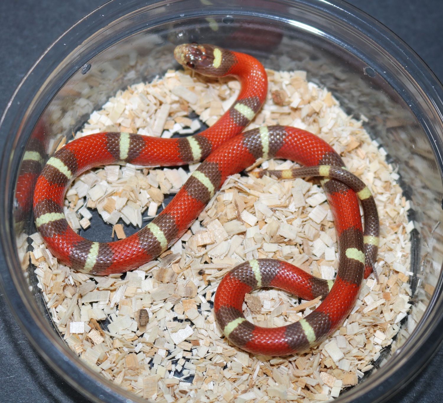 T+ Het Splotched Nelson's Milk Snake by Wards World Of Reptile ...