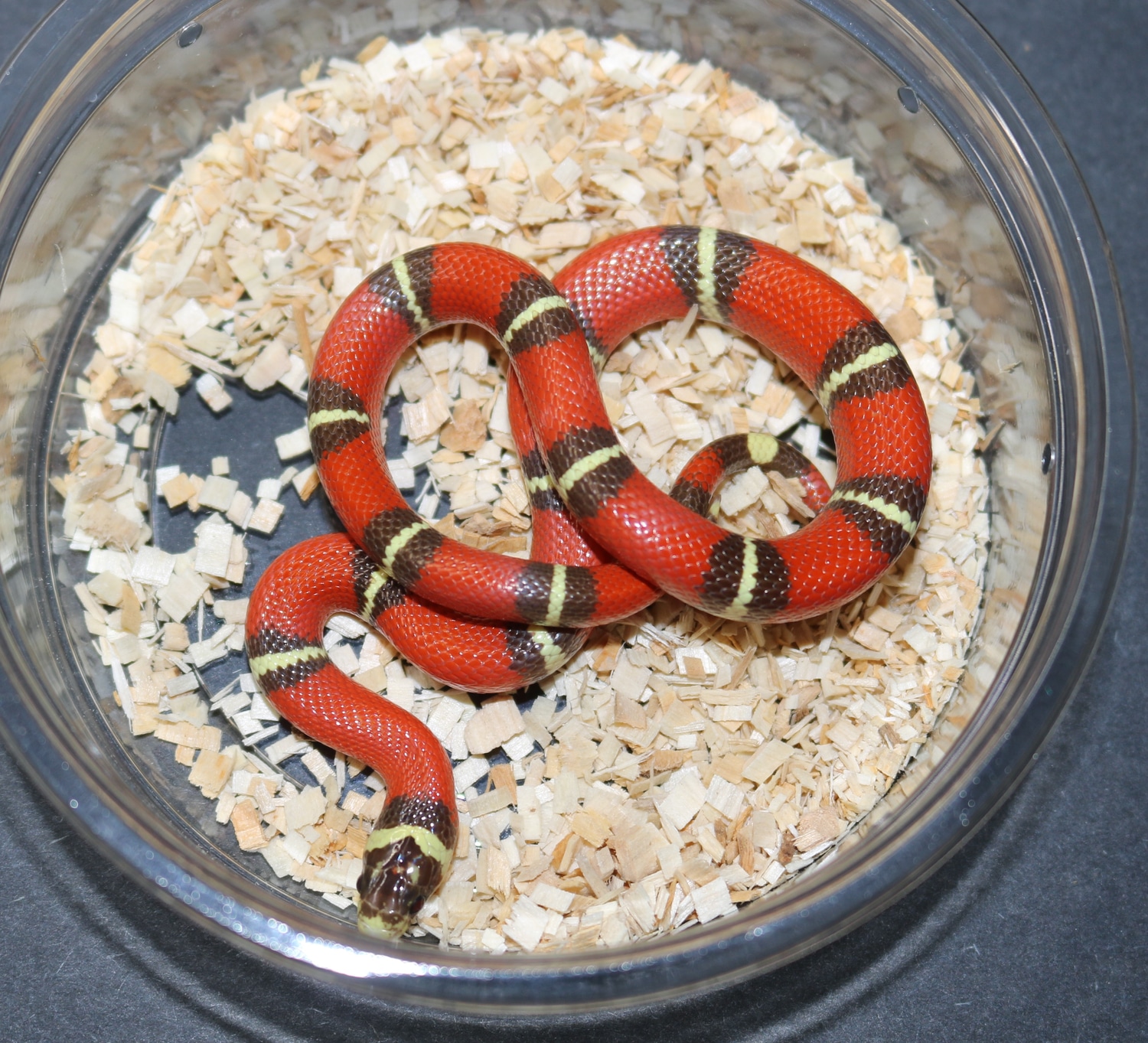 T+ Het Splotched Nelson's Milk Snake by Wards World Of Reptile ...