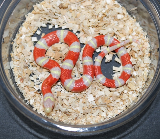 Albino Het Splotched Nelson's Milk Snake by Wards World Of Reptile ...