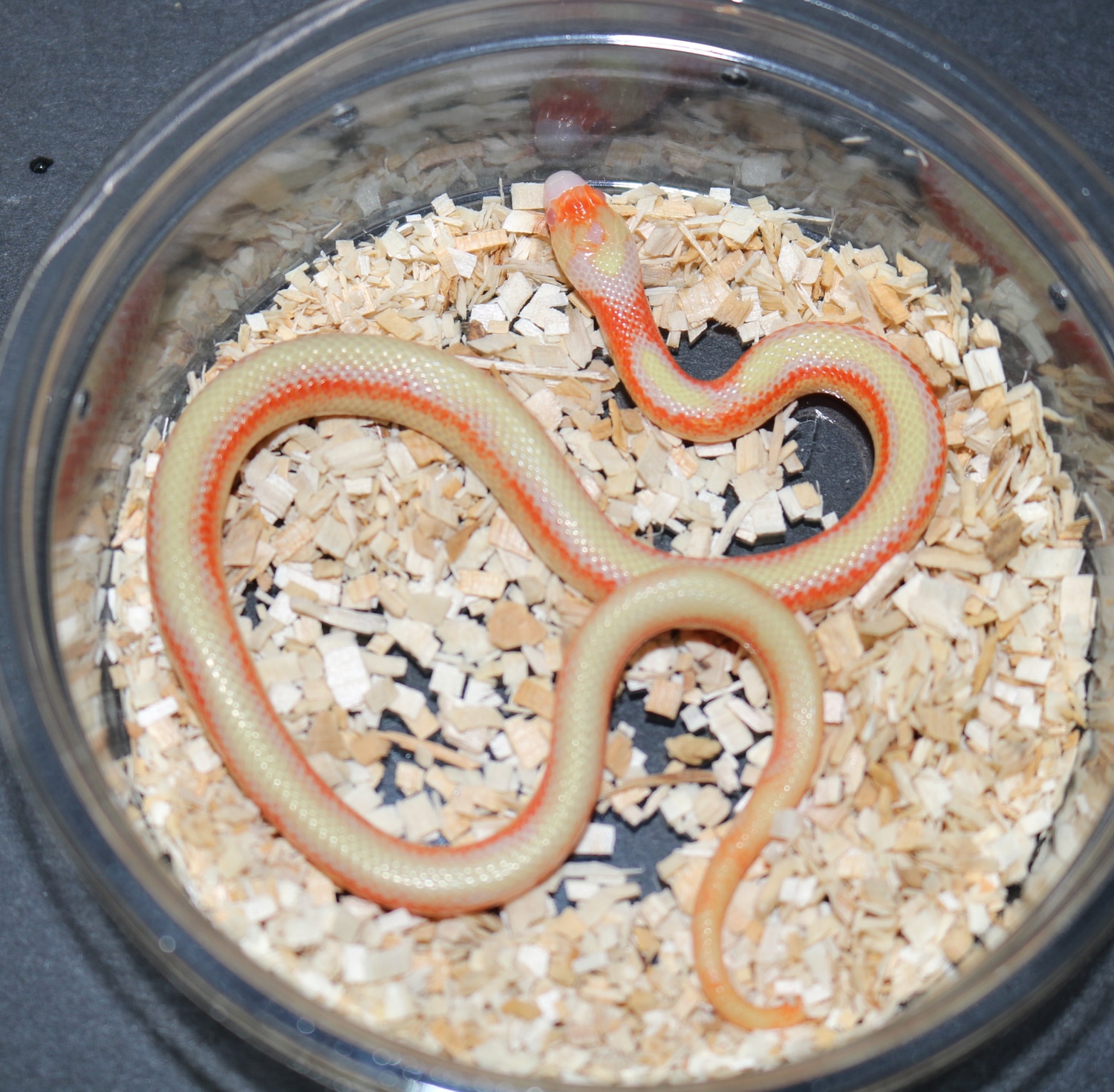 Albino Splotched Nelson's Milk Snake by Wards World Of Reptile ...