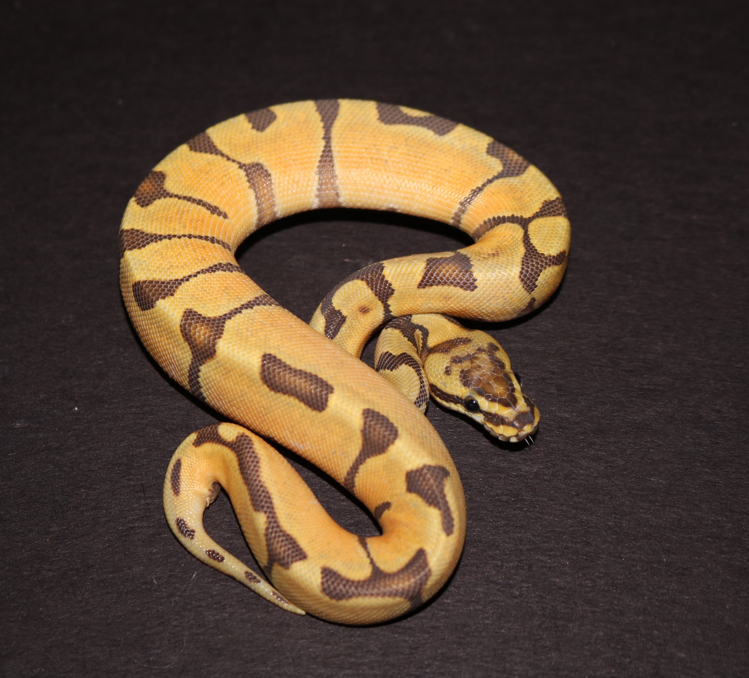 Super Enchi Ghost Ball Python by Wards World Of Reptile Propagation ...