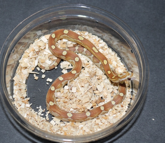 Motley Amber Corn Snake by Wards World Of Reptile Propagation