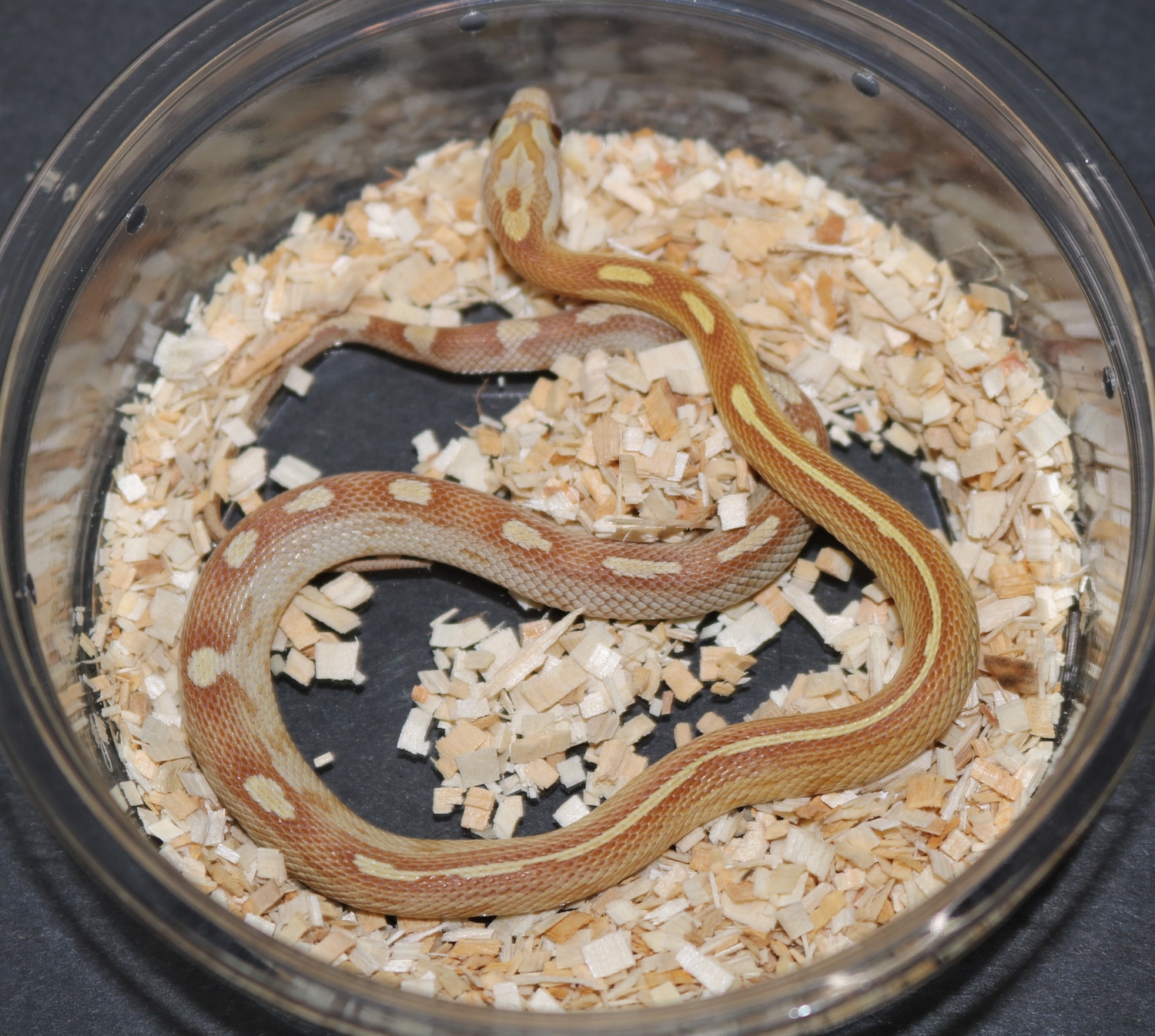 Motley Golddust Corn Snake by Wards World Of Reptile Propagation ...