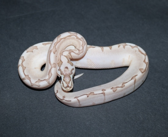 Bamboo Spider Ball Python by Wards World Of Reptile Propagation
